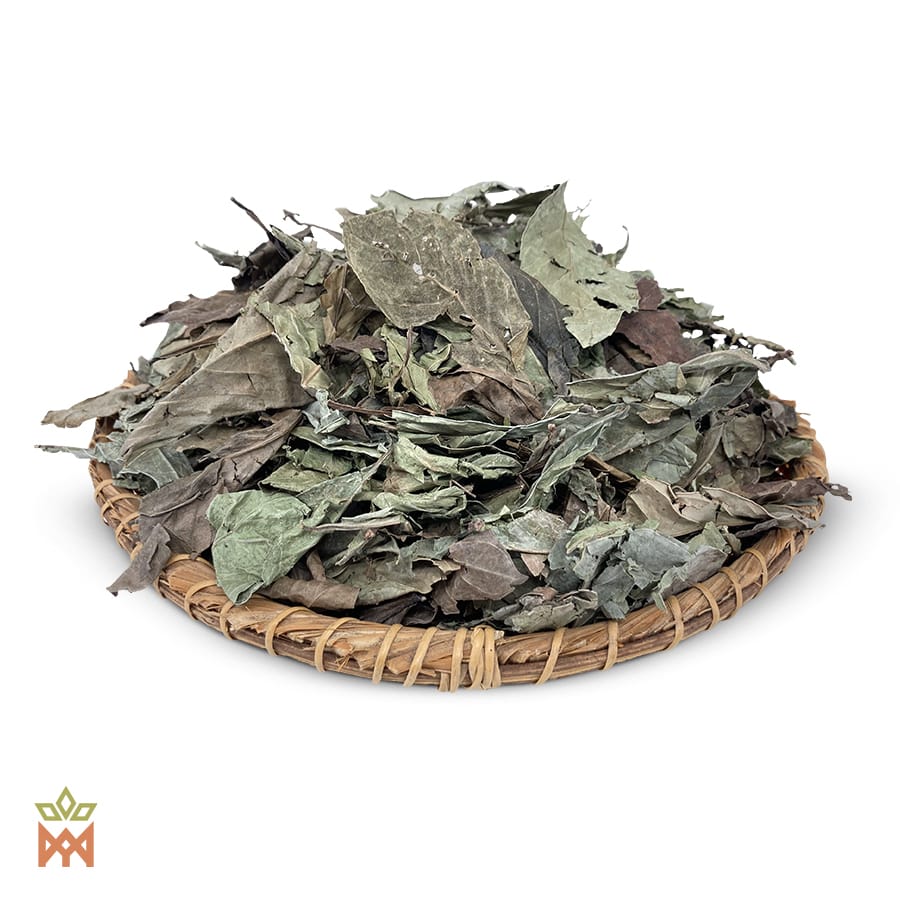 Chacruna | Psychotria Viridis | Shipibo | Pucallpa | Peru