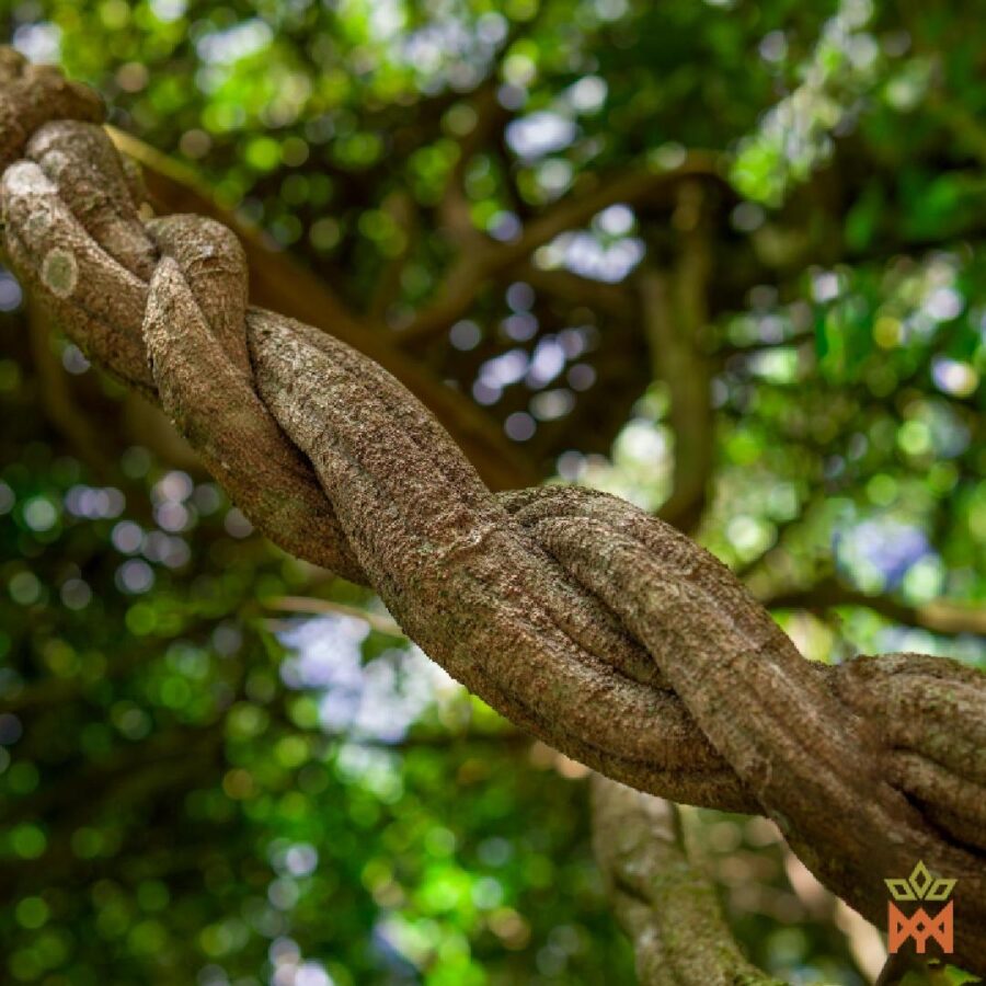 Red Ayahuasca | Banisteriopsis Muricata | Achuar | Maya