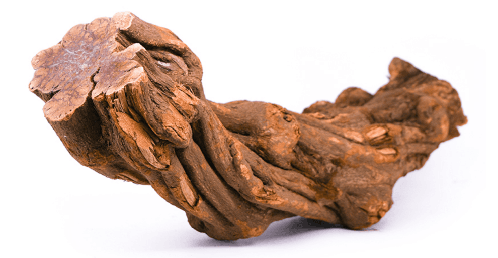 Ayahuasca Ceremony | MAYA Ethnobotanicals