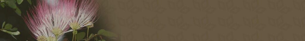 Bobinsana | Guaranteed Quality and Freshness | Maya Herbs