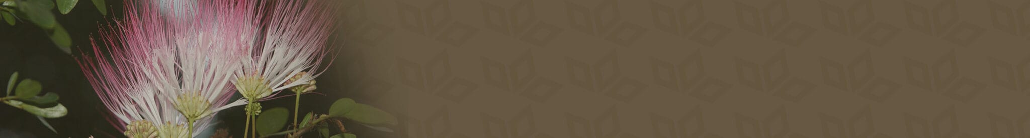 Bobinsana | Guaranteed Quality and Freshness | Maya Herbs