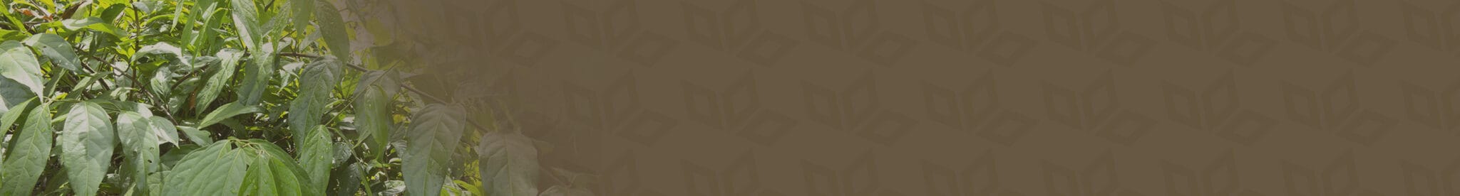 Chaliponga | Diplopterys Cabrerana | Yagé | Maya Herbs