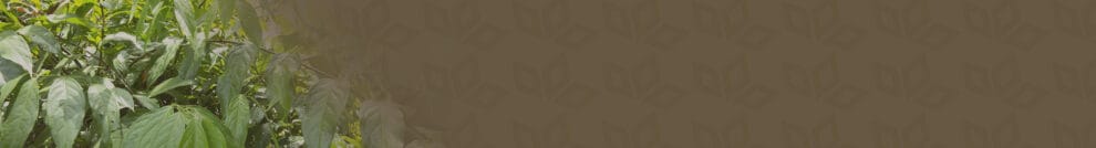 Chaliponga | Diplopterys Cabrerana | Yagé | Maya Herbs