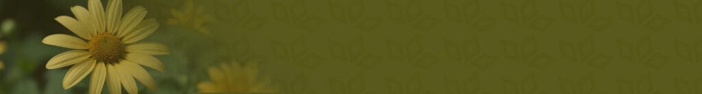 Chilcuague | Heliopsis longipes| Best Selection | Maya Herbs