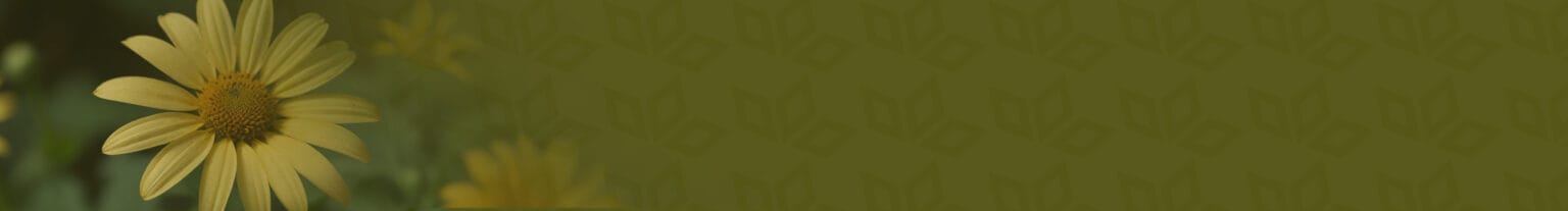 Chilcuague | Heliopsis longipes| Best Selection | Maya Herbs