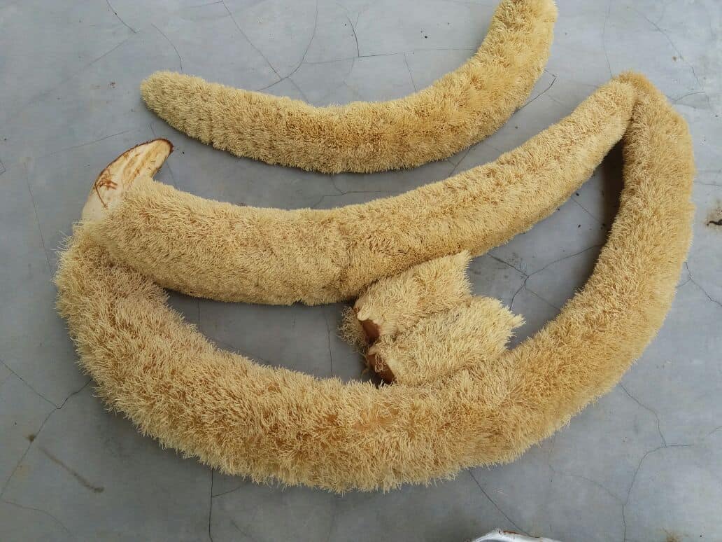 Kuntanawa Jarina Rapeh | Tagua | Ivory Nut Flower | Maya