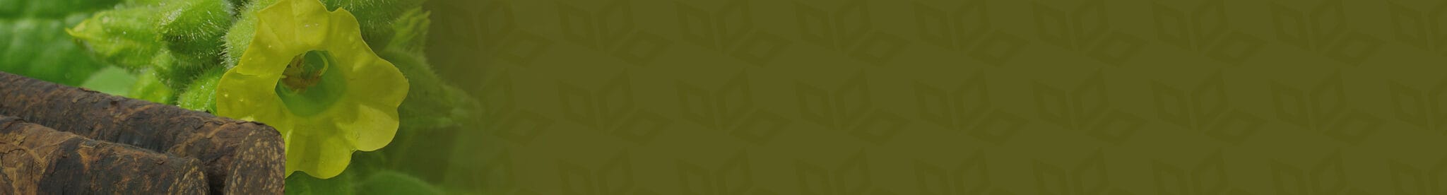 Mapacho | Nicotiana Rustica | Peru & Brazil | Maya Herbs