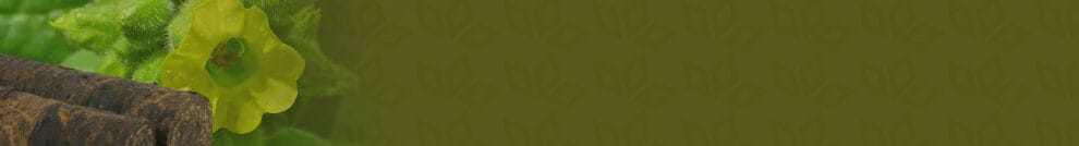 Mapacho | Nicotiana Rustica | Peru & Brazil | Maya Herbs