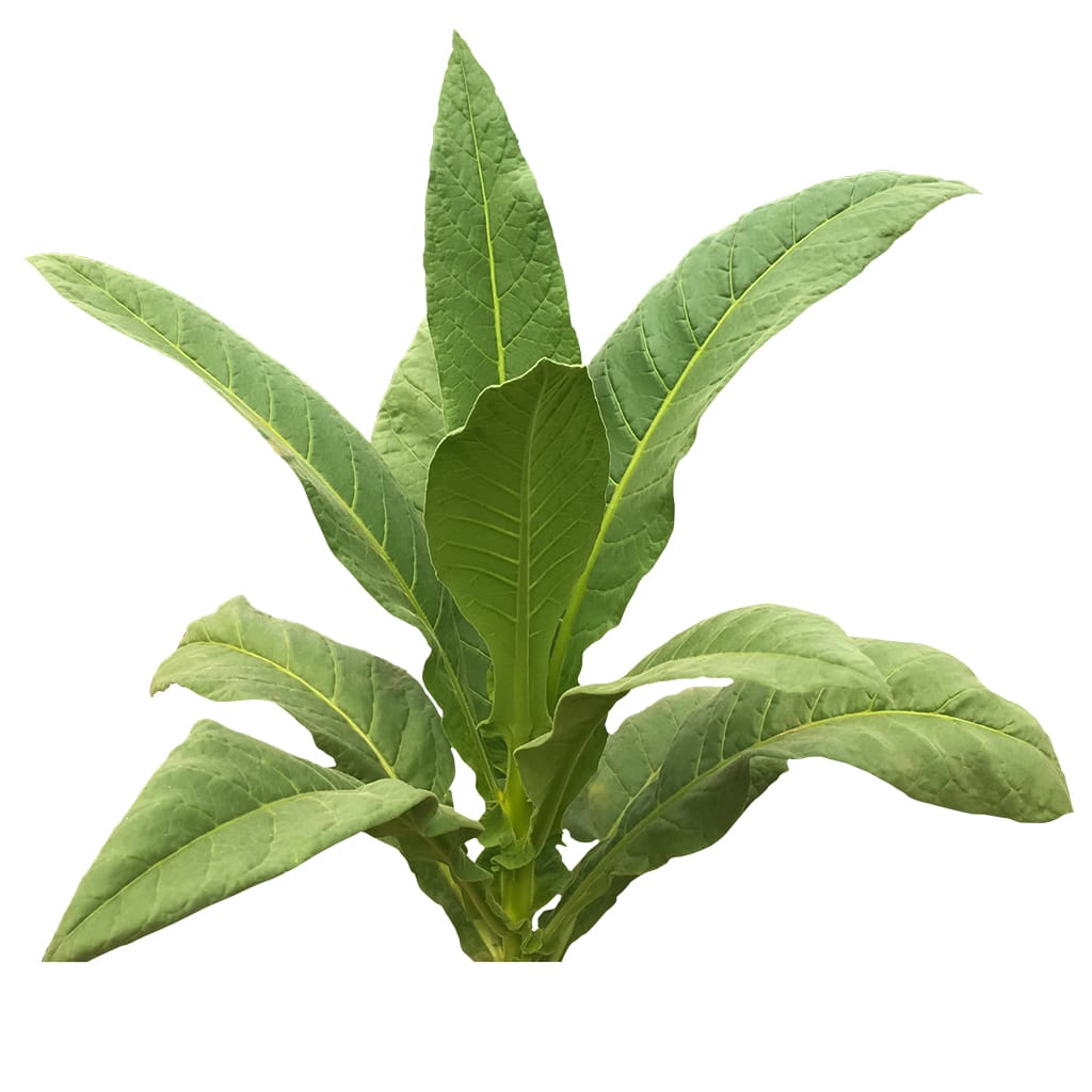 Mapacho | Nicotiana Rustica | Peru & Brazil | Maya Herbs