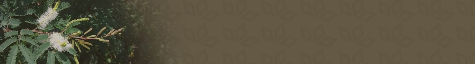 Mimosa Hostilis | Jurema Root Bark | Maya Ethnobotanicals