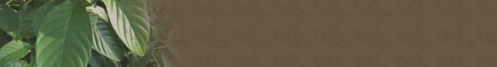 Chacruna | Psychotra Viridis | The Queen | Maya Herbs