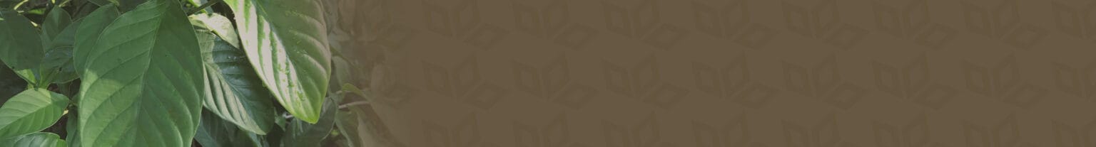 Chacruna | Psychotra Viridis | The Queen | Maya Herbs