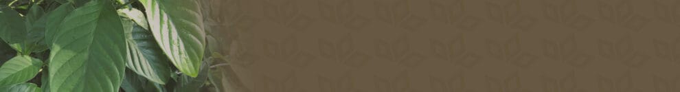 Chacruna | Psychotra Viridis | The Queen | Maya Herbs